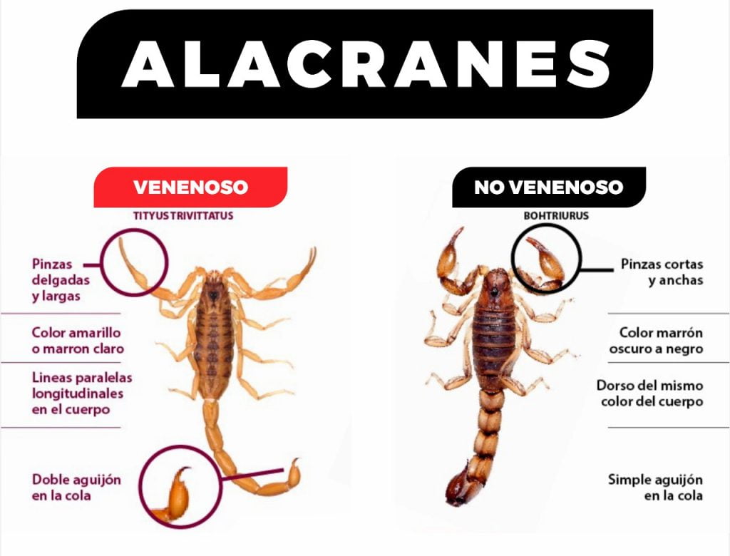 Cómo protegerse de las picaduras de alacranes - ContraPlano
